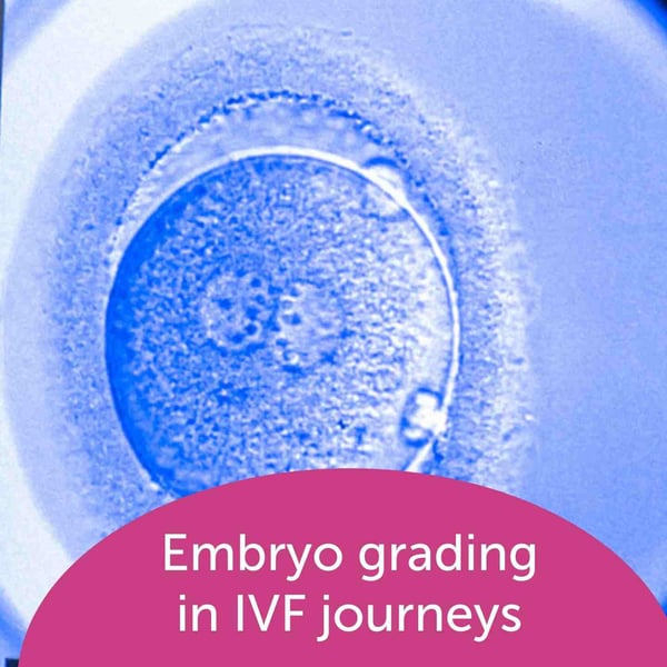 Decoding Embryo Grading